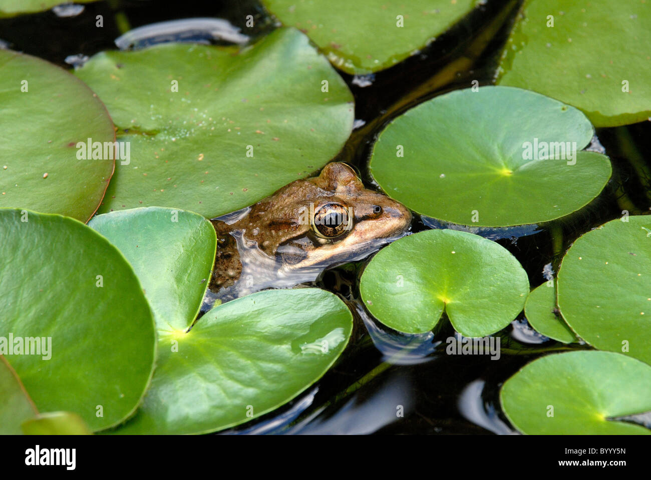 Frog in pond Stock Photo - Alamy