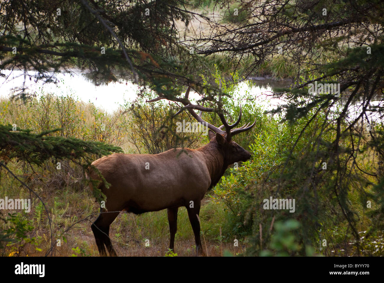 Elk in forest, Banff National Park, Alberta, Canada Stock Photo - Alamy