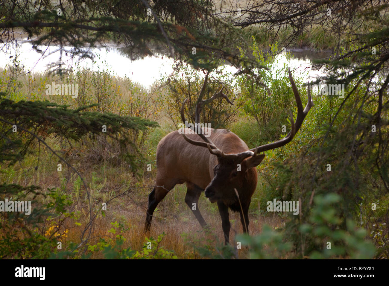 Elk in banff national park forest hi-res stock photography and images ...