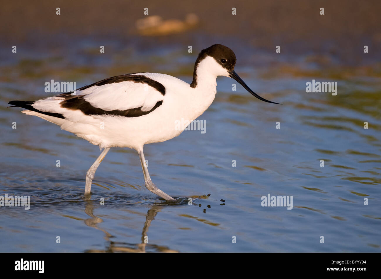 Pied avocet hi-res stock photography and images - Alamy