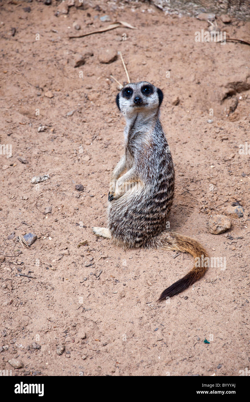 meerkat suricate Suricata suricatta safari park Kalahari Desert ...