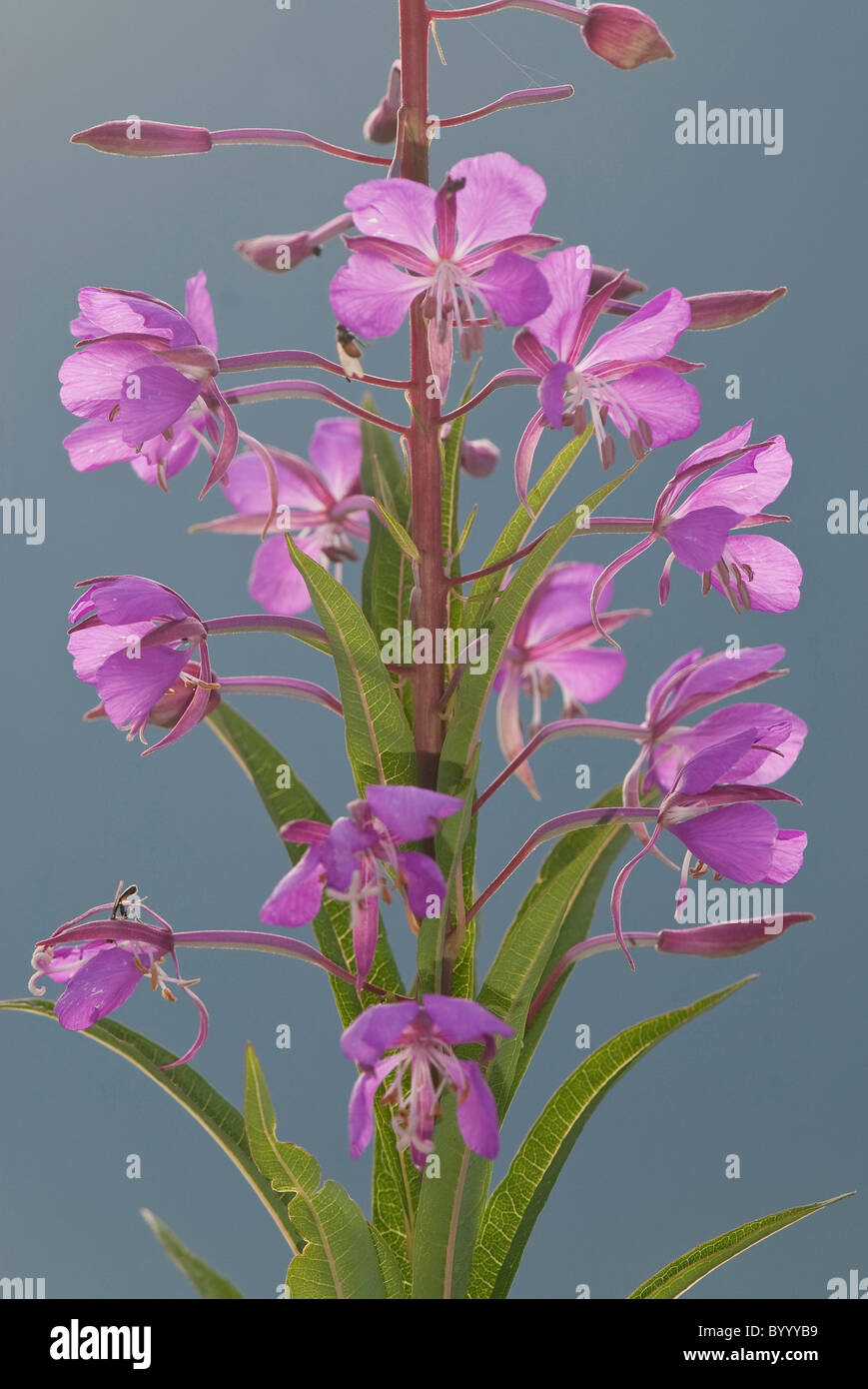 Fireweed, Rosebay Willow Herb (Epilobium hirsutum), flower spike Stock ...