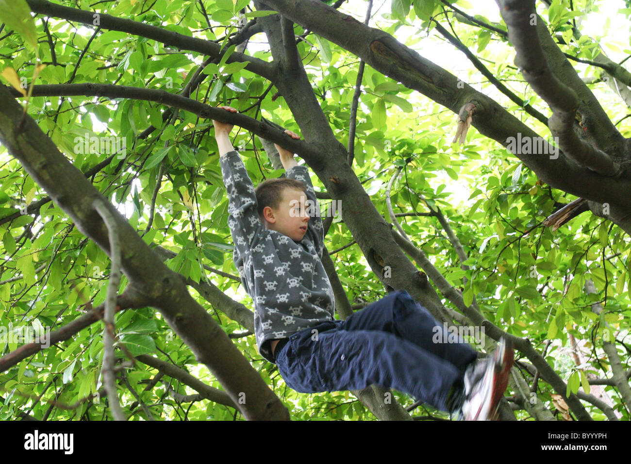 Young boy climbing high up in tree Stock Photo - Alamy