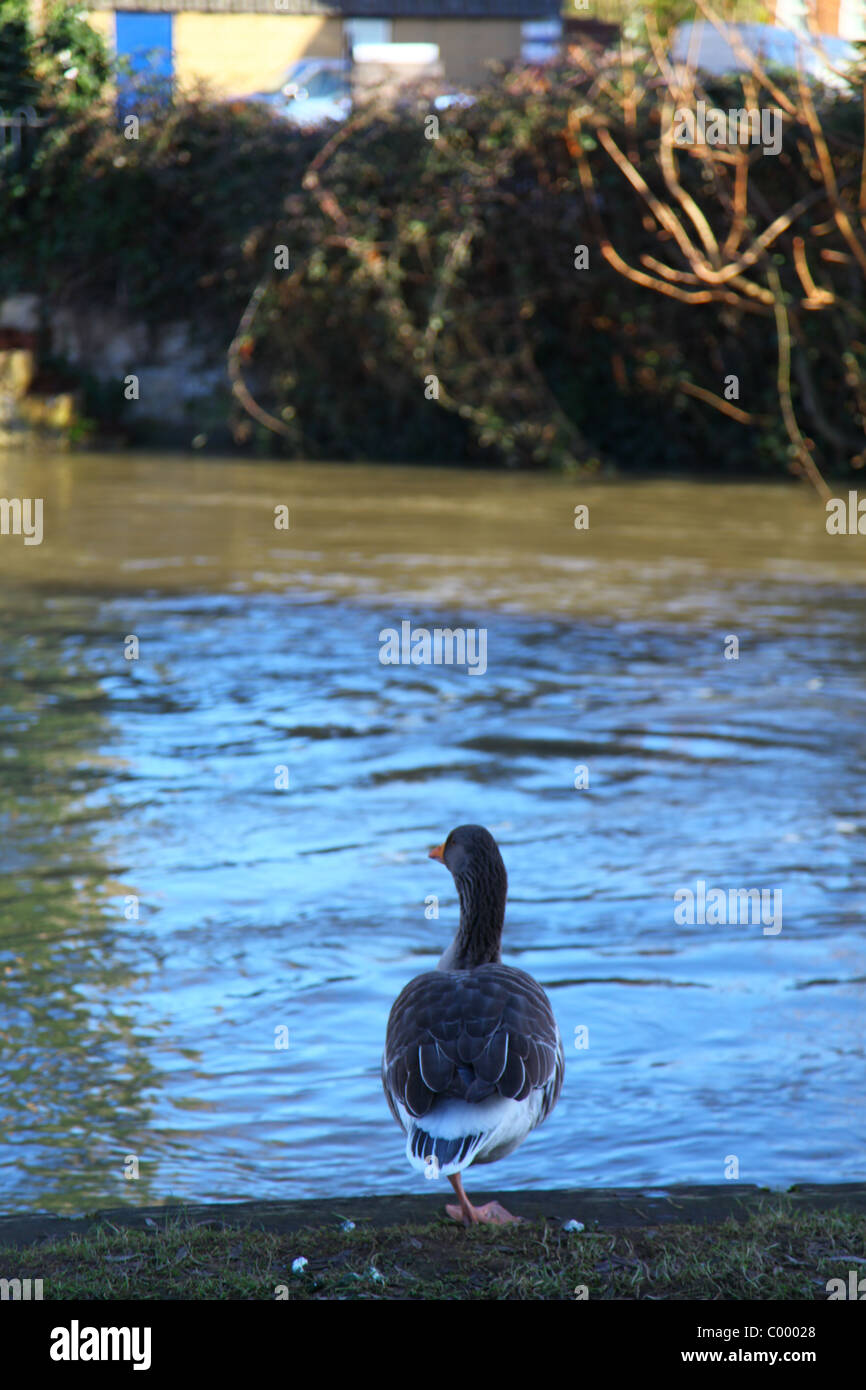 One leg standing duck hi-res stock photography and images - Alamy