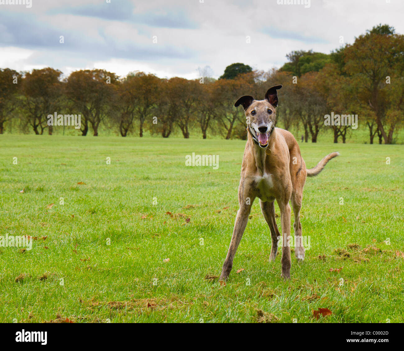 English greyhound dog hi-res stock photography and images - Alamy