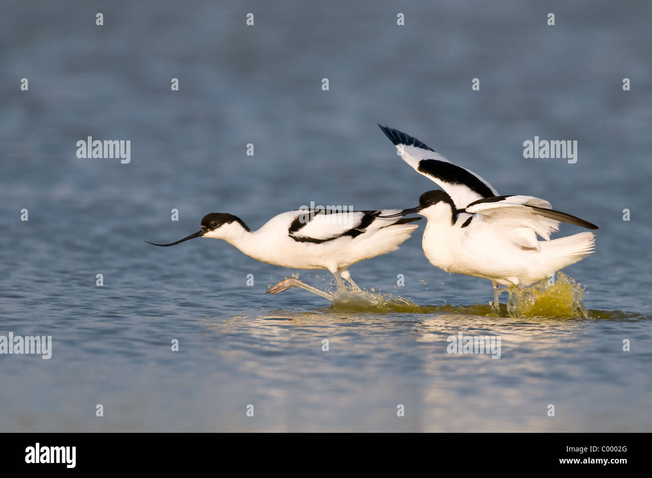 pied avocet Recurvirostra avosetta Saebelschnaebler Stock Photo - Alamy