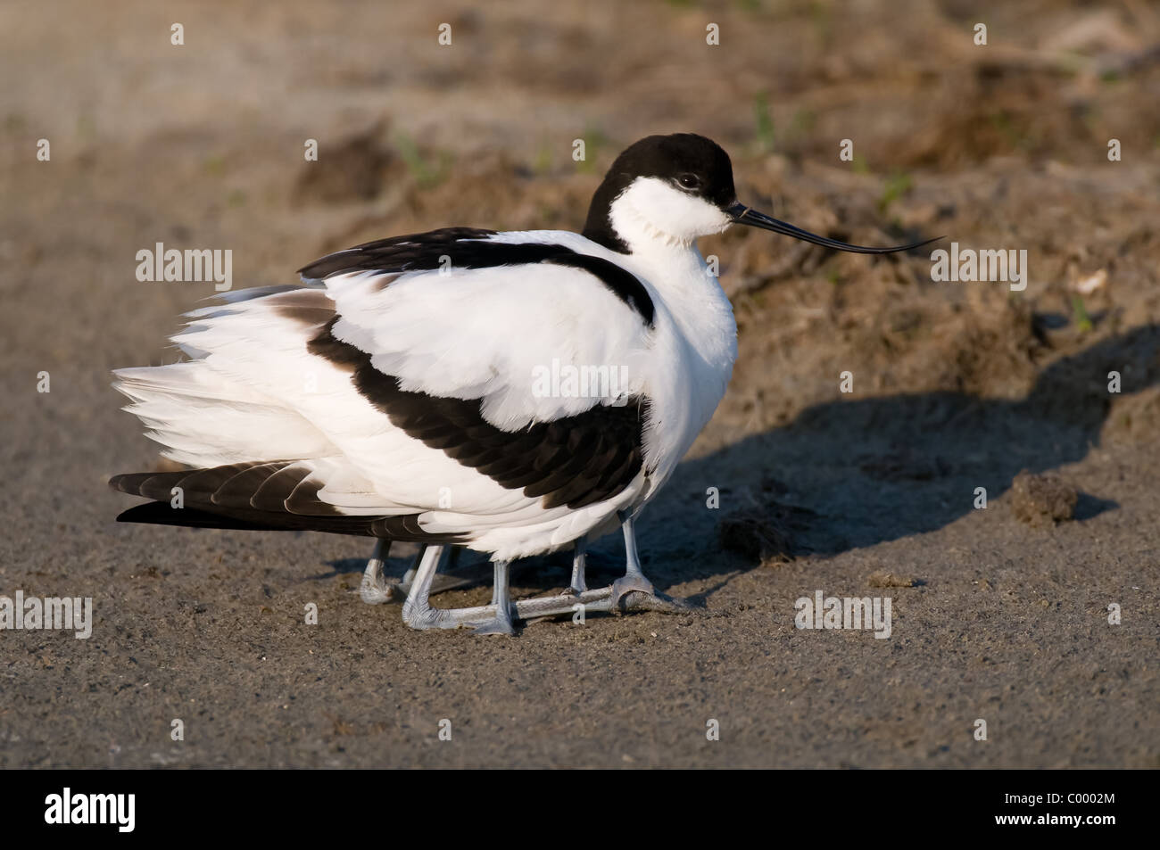 pied avocet Recurvirostra avosetta Saebelschnaebler Stock Photo - Alamy