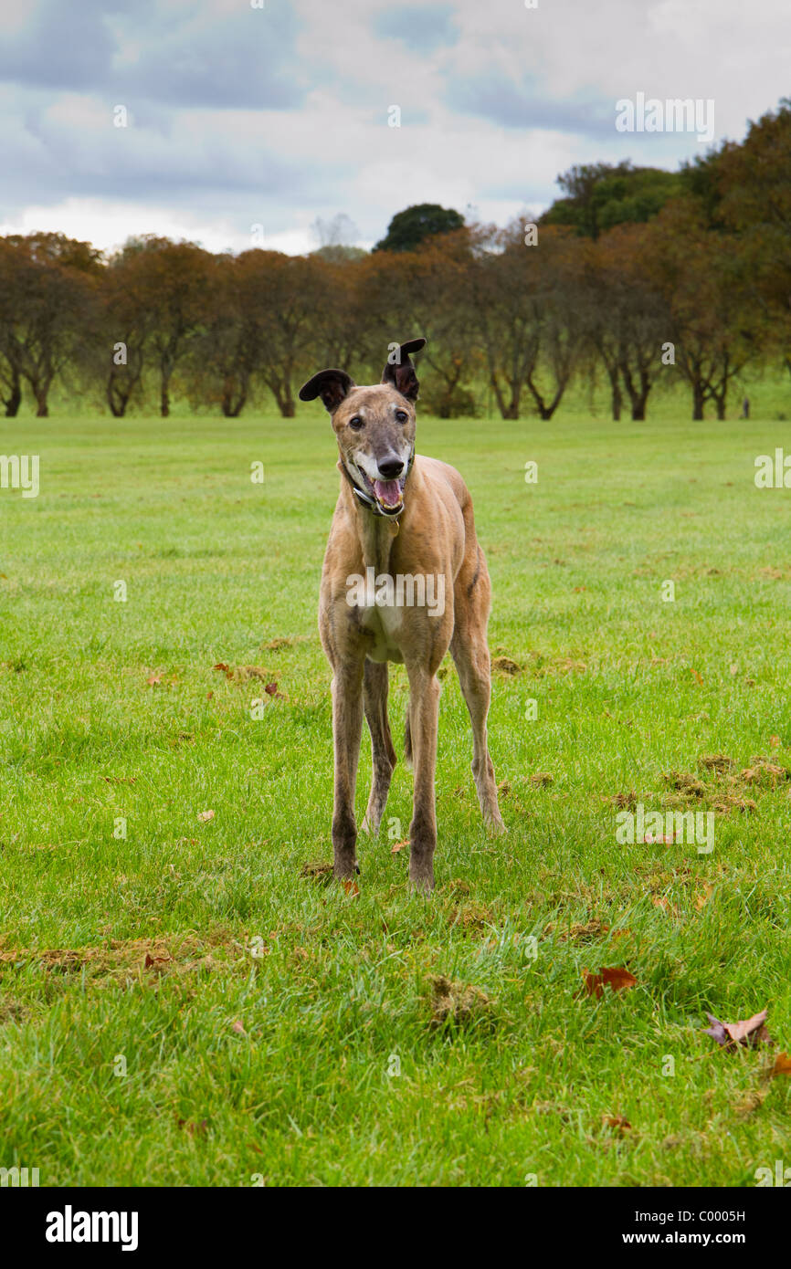 Long hair greyhound hi-res stock photography and images - Alamy