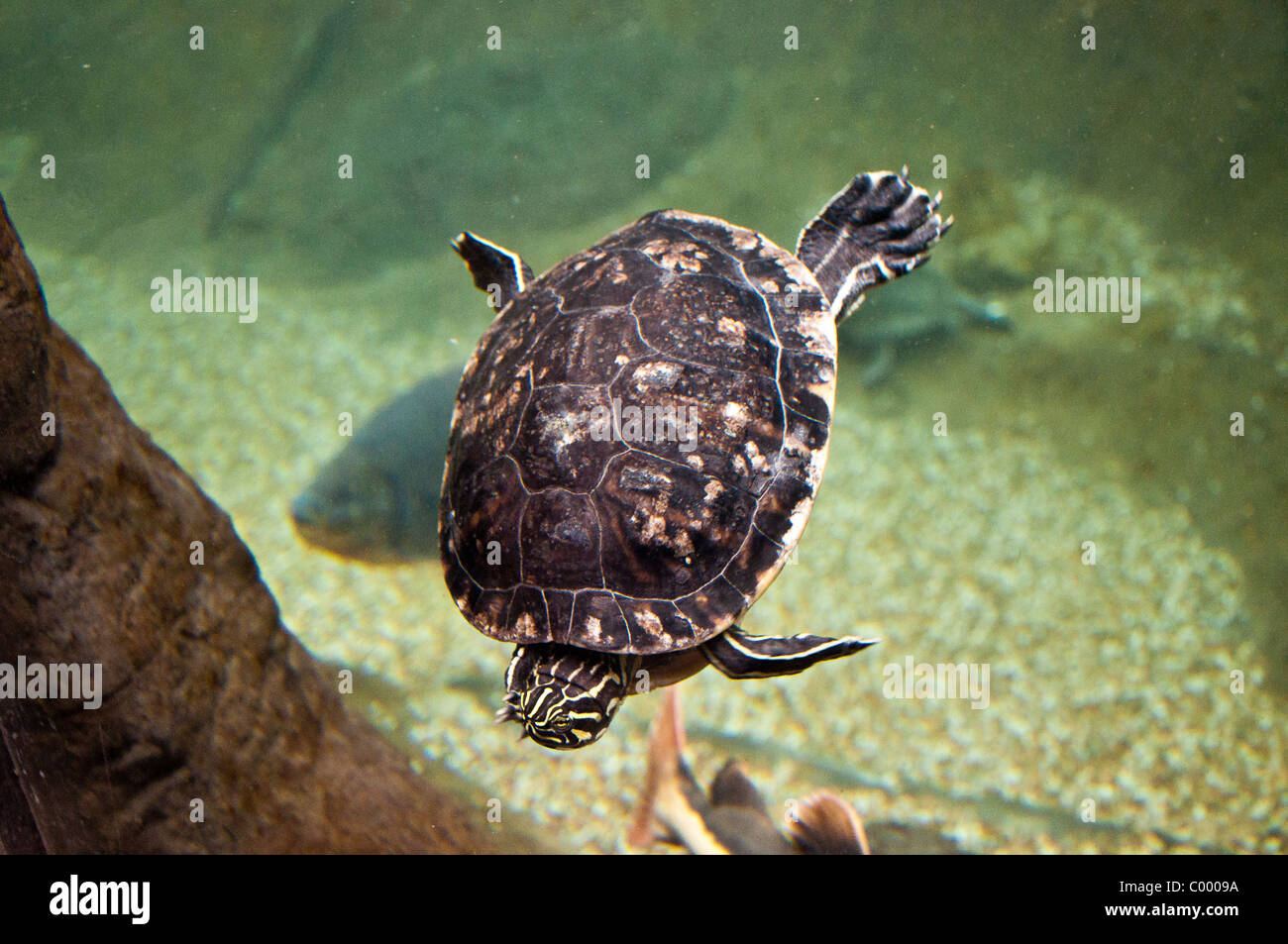 Terrapin fish hi-res stock photography and images - Alamy