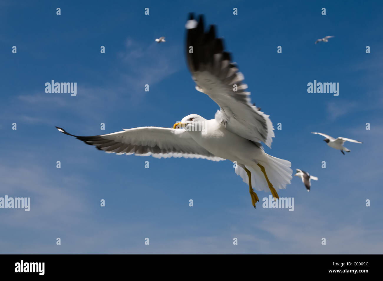flying lesser black-backed gull [Larus fuscus] at the german baltic sea ...
