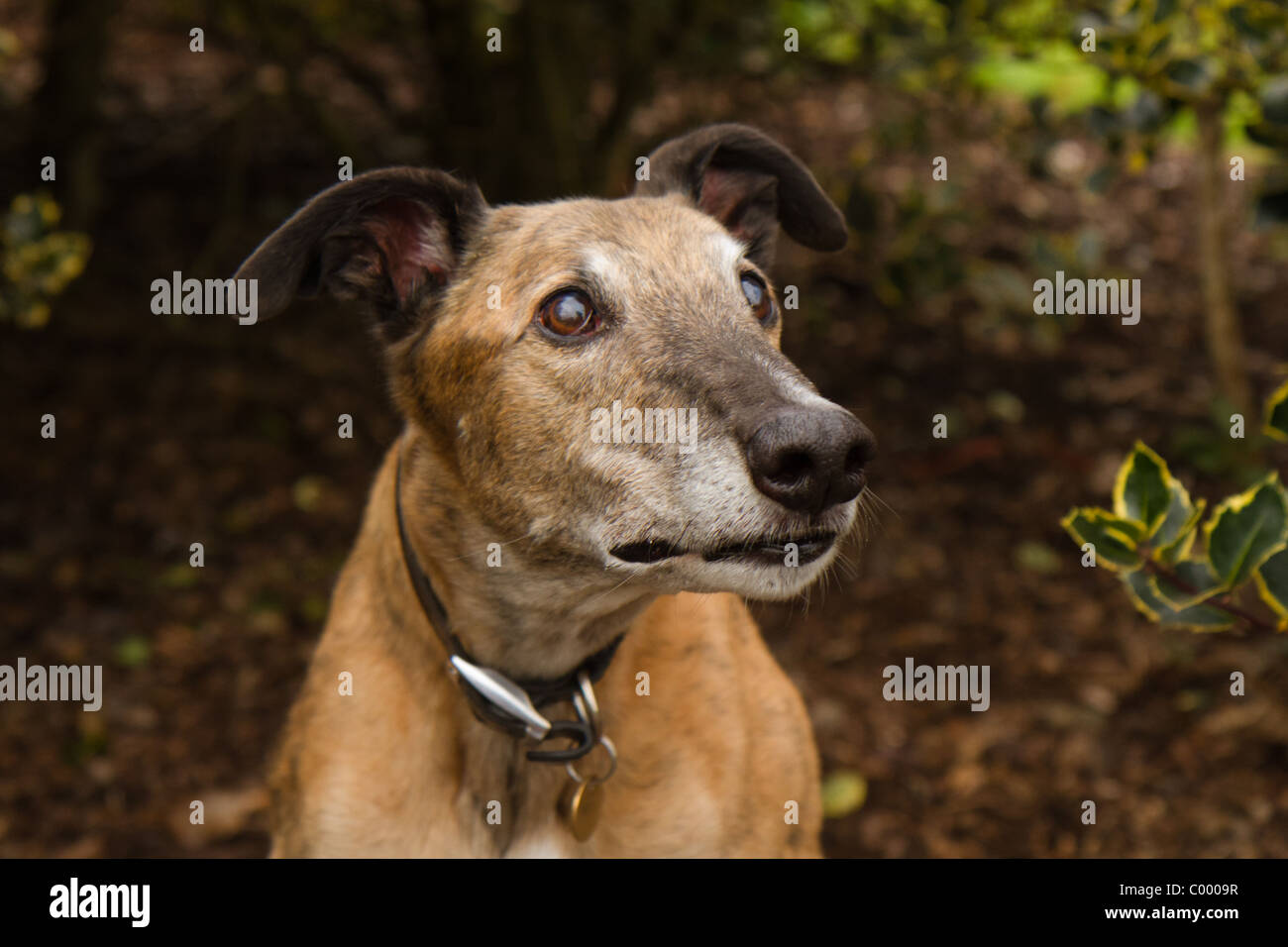 Long hair greyhound hi-res stock photography and images - Alamy