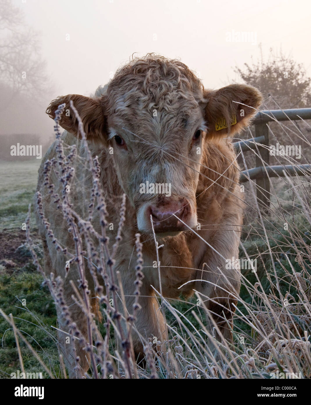 cow in the mist frosty winter land countryside Stock Photo - Alamy
