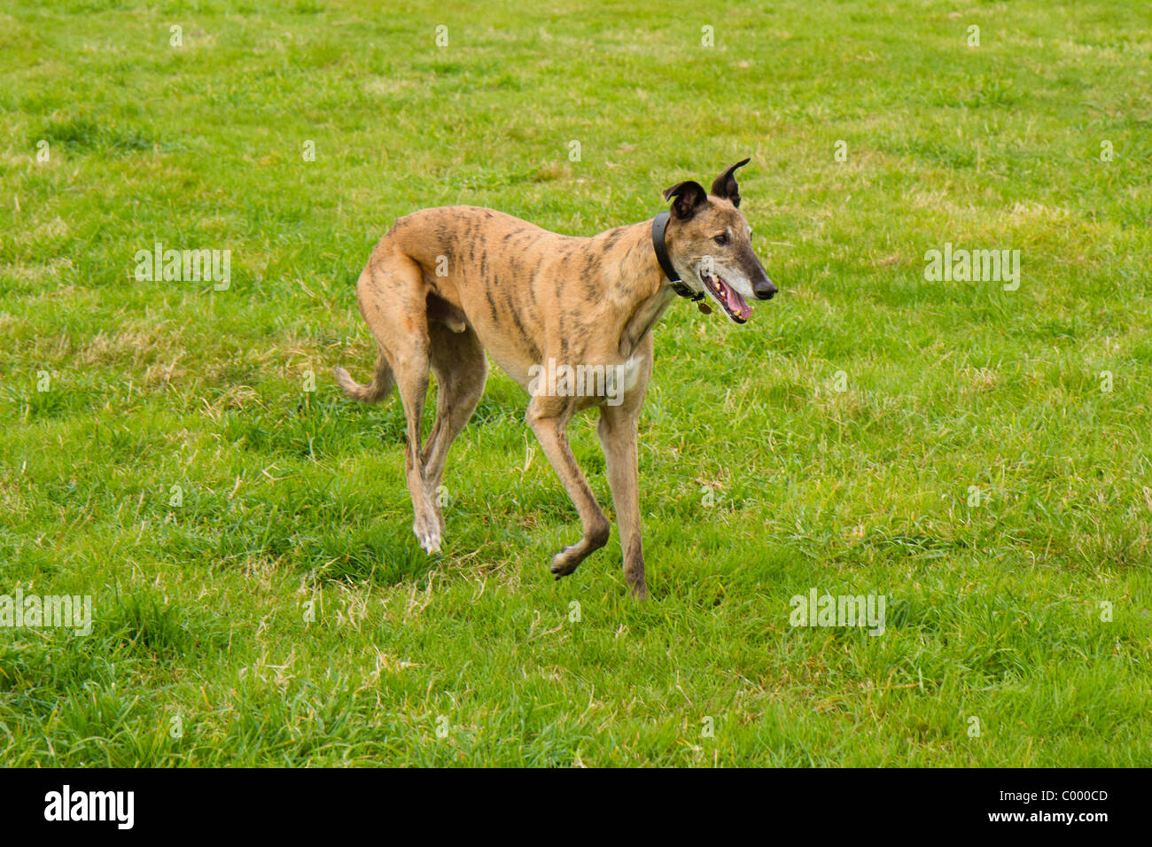 Long hair greyhound hi-res stock photography and images - Alamy