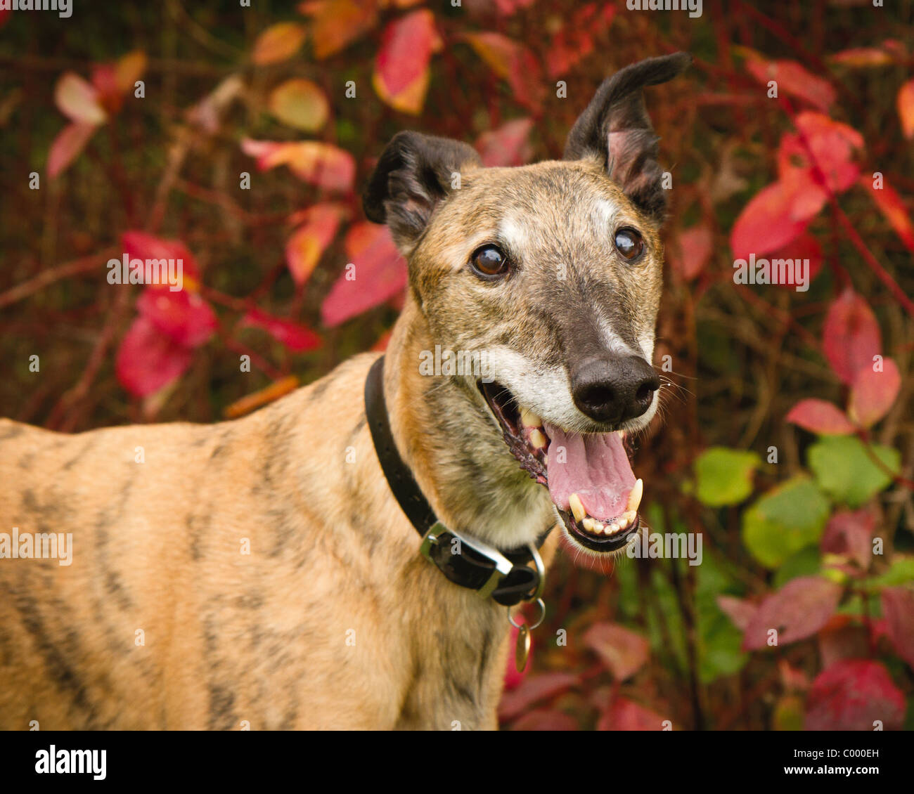 Portrait of Aging Greyhound Stock Photo - Alamy