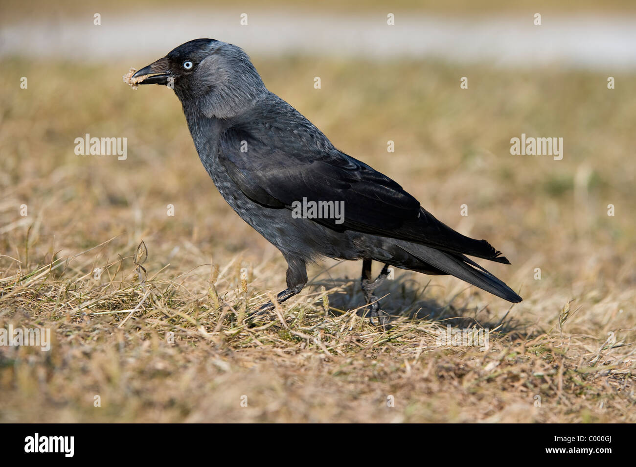 Jackdaw daw Dohle Corvus monedula Stock Photo - Alamy