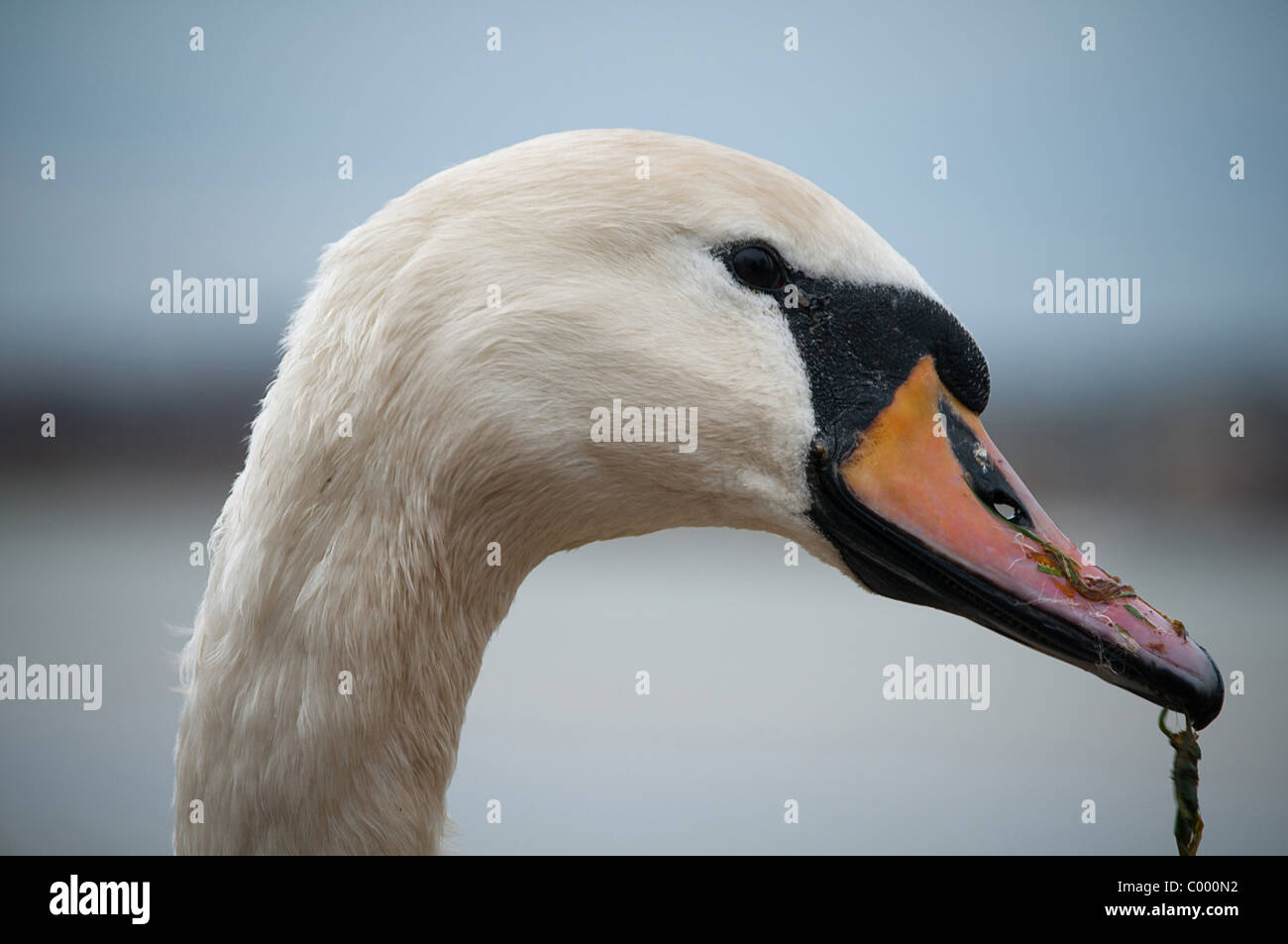 Long necked swan hi-res stock photography and images - Alamy