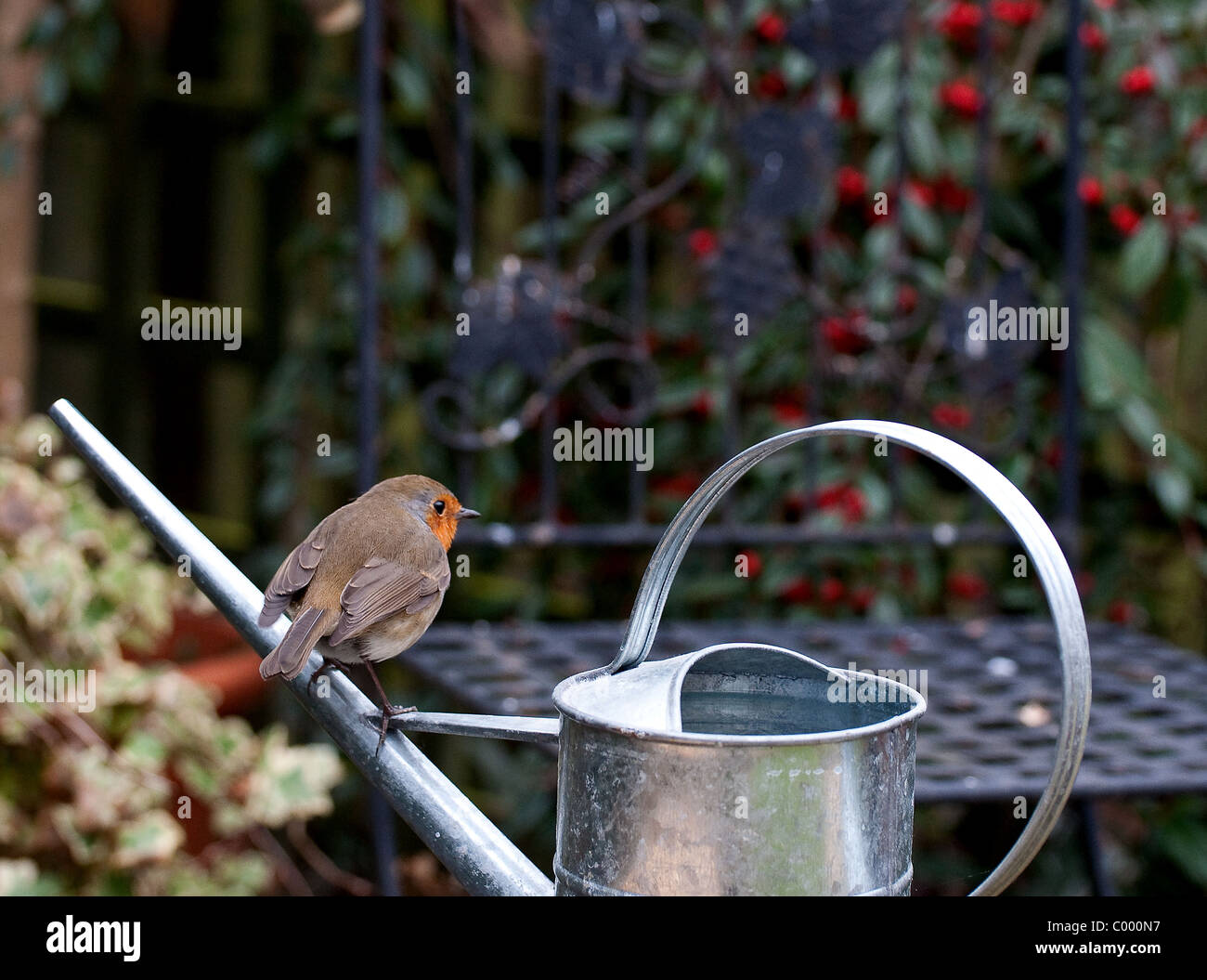 Robin on watering can Stock Photo - Alamy