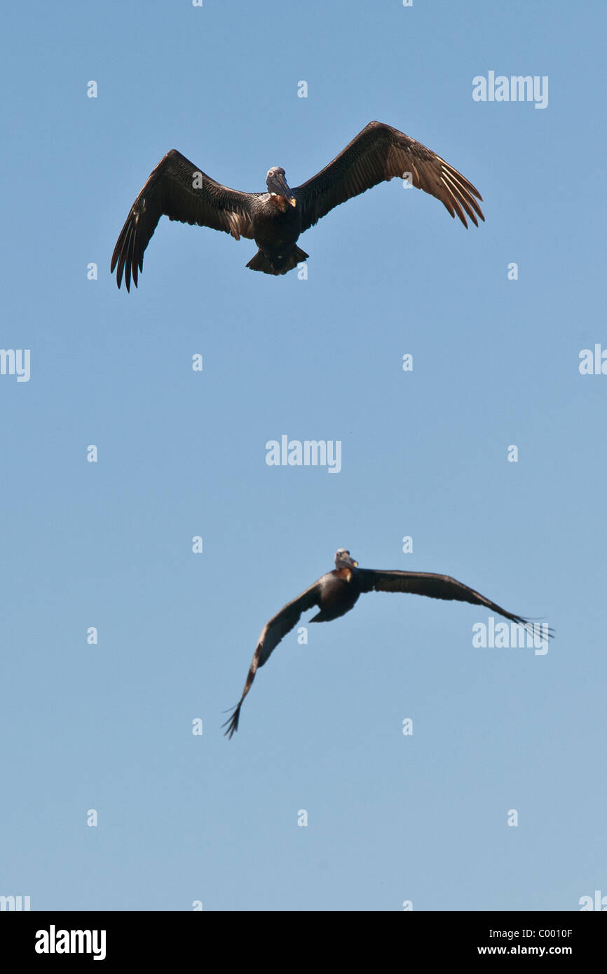 Two pelicans in flight hi-res stock photography and images - Alamy