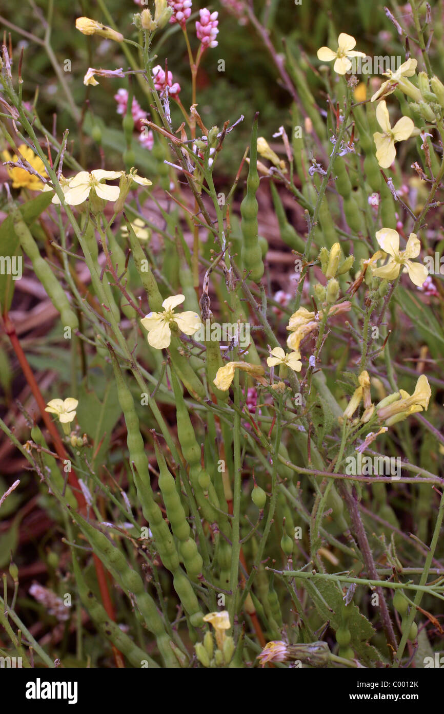Wild radish Jointed Charlock (Raphanus raphanistrum : Brassicaceae ...