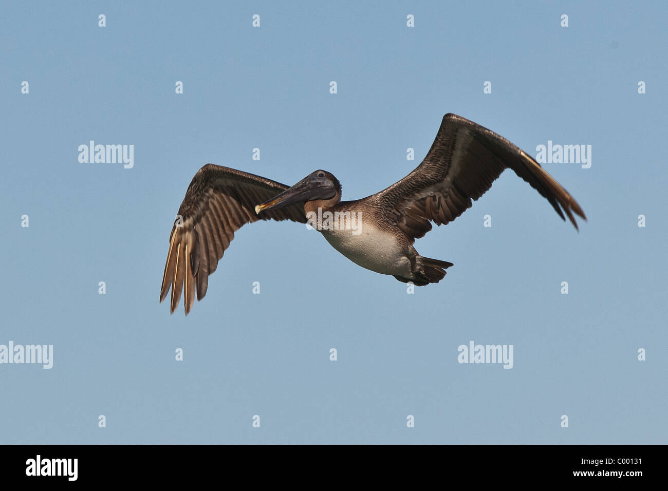 Brown Pelican in Rincon, Puerto Rico Stock Photo - Alamy