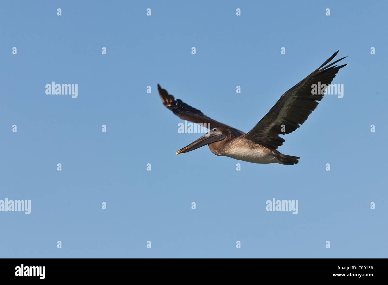 Rico brown hi-res stock photography and images - Alamy