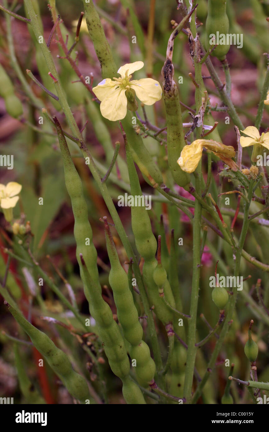 Wild radish Jointed Charlock (Raphanus raphanistrum : Brassicaceae ...