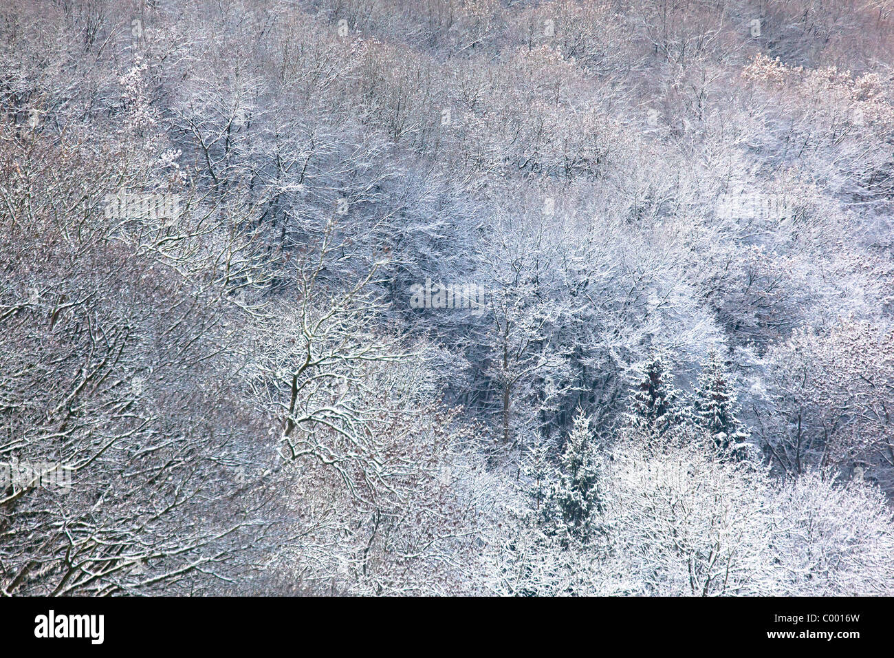 Trees wales hi-res stock photography and images - Alamy