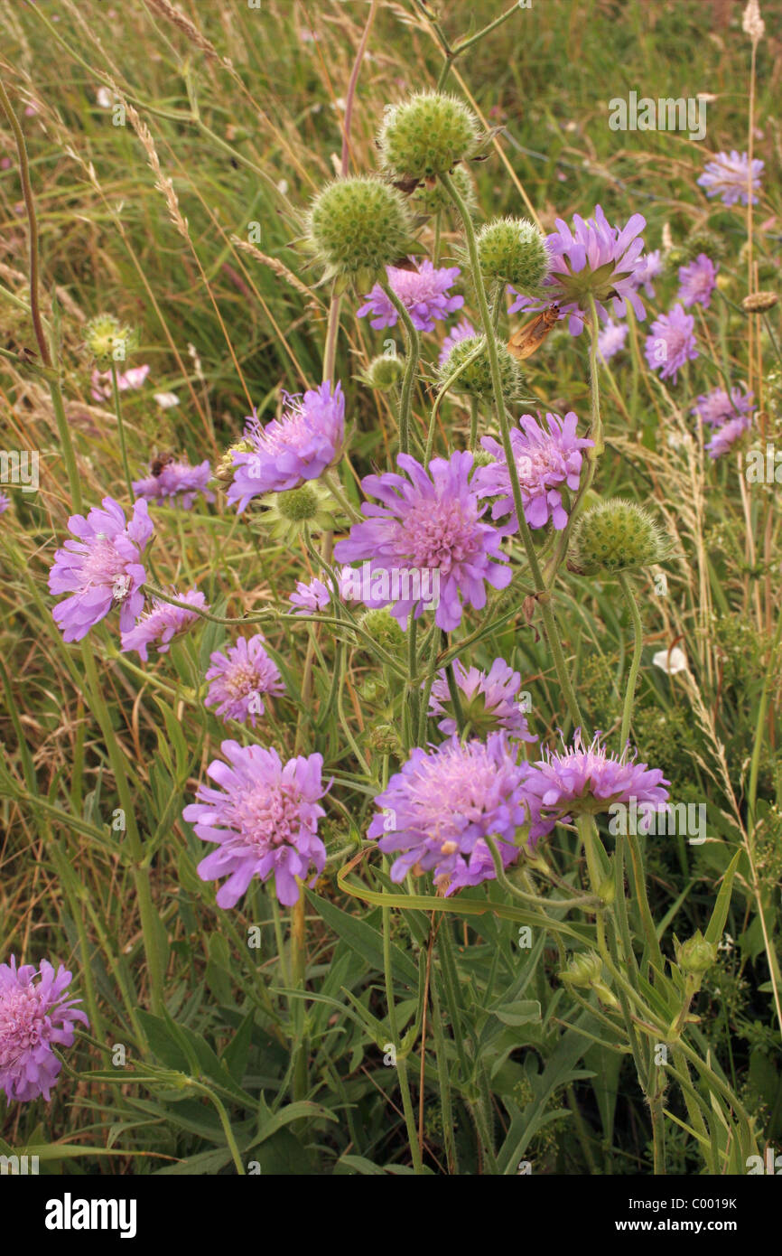 Scabious seedheads hi-res stock photography and images - Alamy