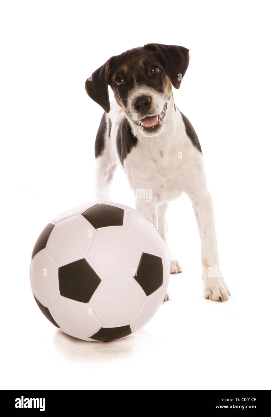 young Jack Russell Terrier dog with ball Stock Photo - Alamy