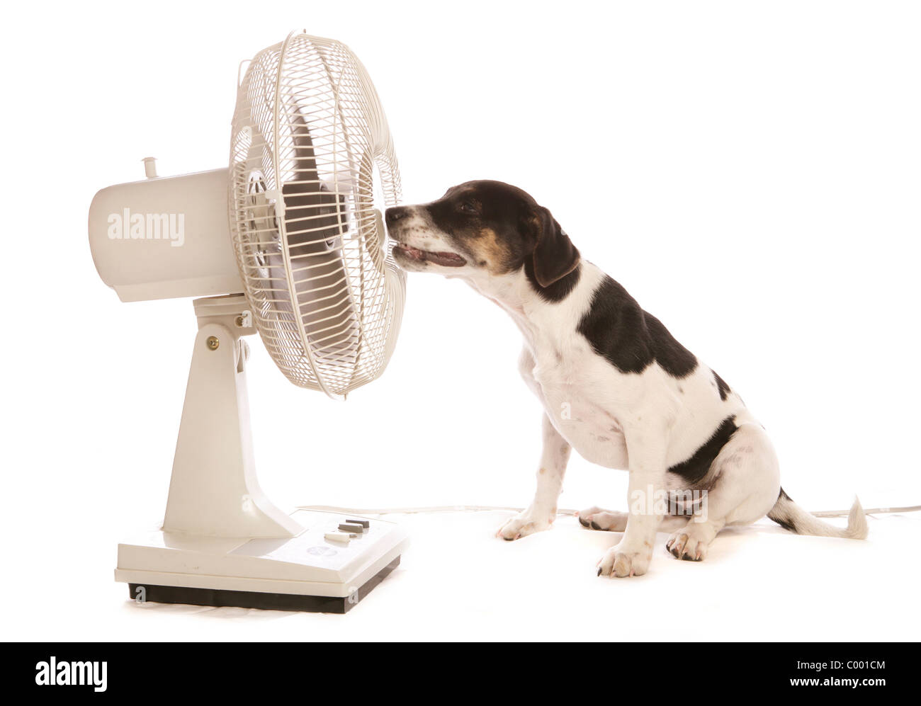 Dog fan hi-res stock photography and images - Alamy