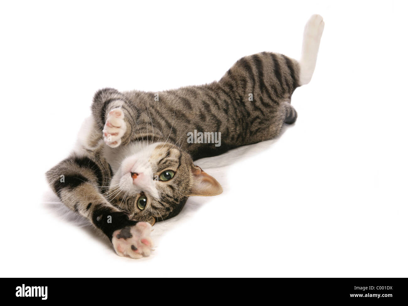 domestic cat - lying - cut out Stock Photo - Alamy
