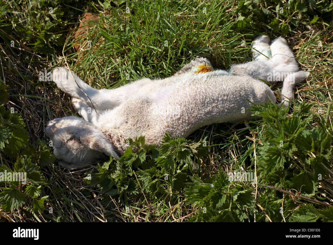 Dead lamb hi-res stock photography and images - Alamy