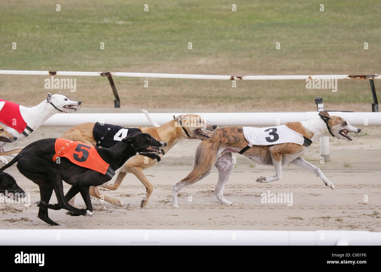 Sighthound racing hi-res stock photography and images - Alamy
