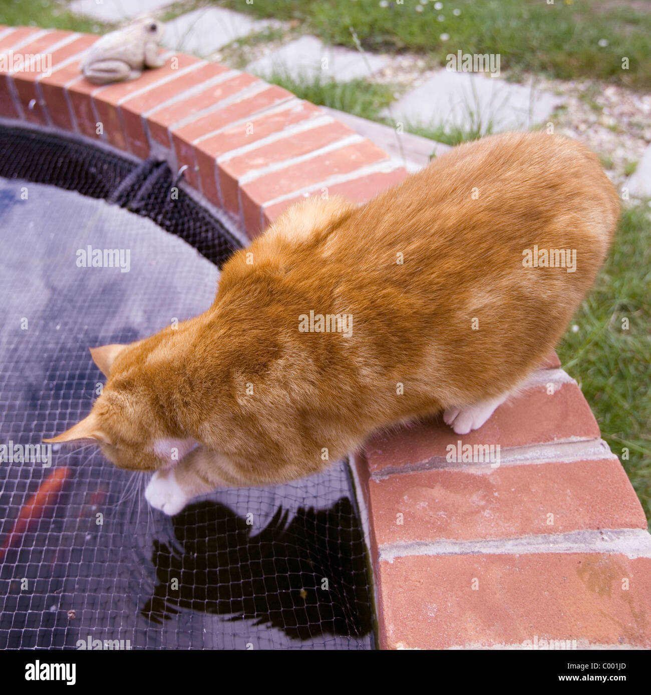 domestic cat watching fish Stock Photo - Alamy
