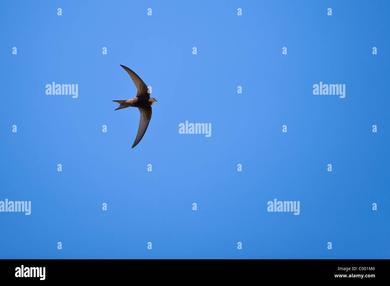 Black swift hi-res stock photography and images - Alamy