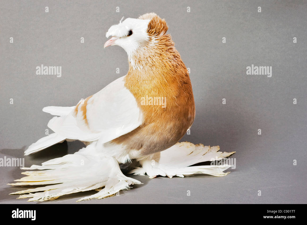 Trumpeter Pigeon