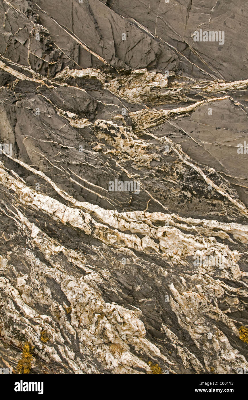 Quartzite veins in the cliff rocks on the Pembrokeshire coast at Traeth ...