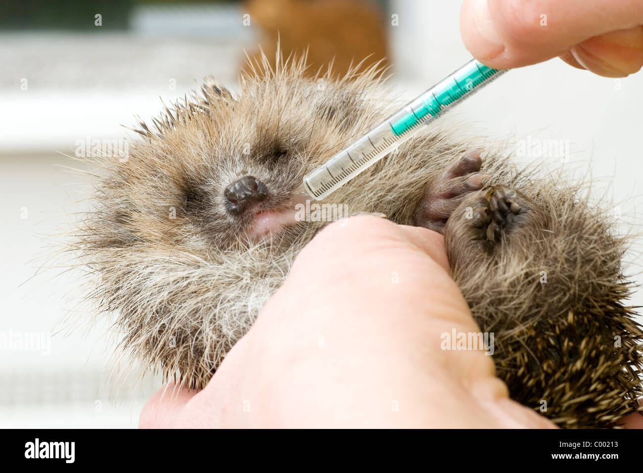 Sick zoo animals hi-res stock photography and images - Alamy