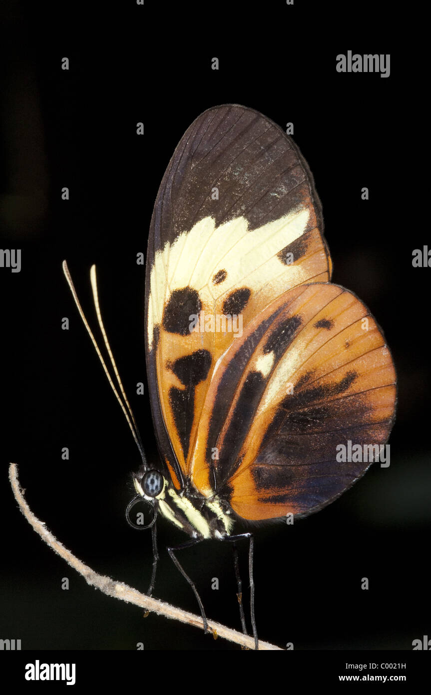 Rainforest butterflies hi-res stock photography and images - Alamy