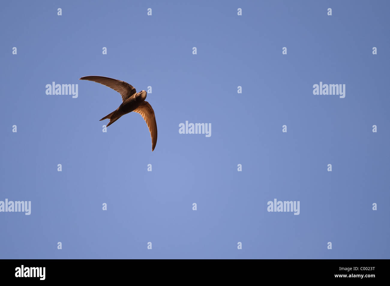 flying common swift or black martin Apus apus Stock Photo - Alamy