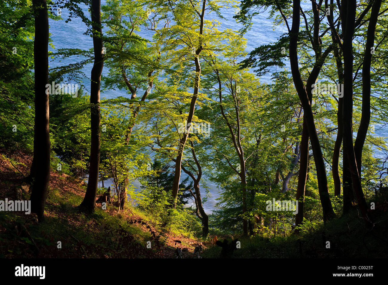 Baltic forest hi-res stock photography and images - Alamy