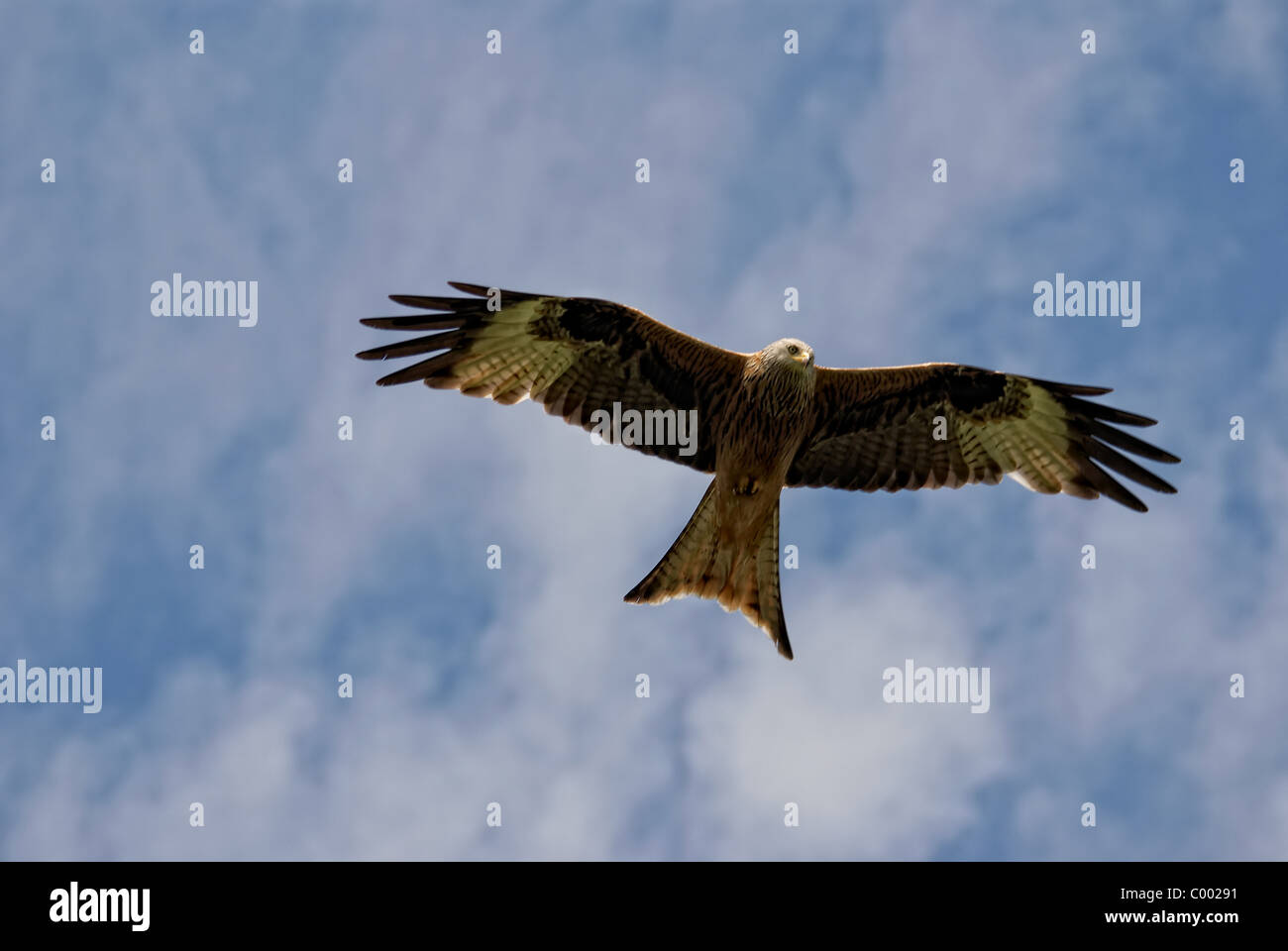 Red Kite bird of Pray Stock Photo - Alamy