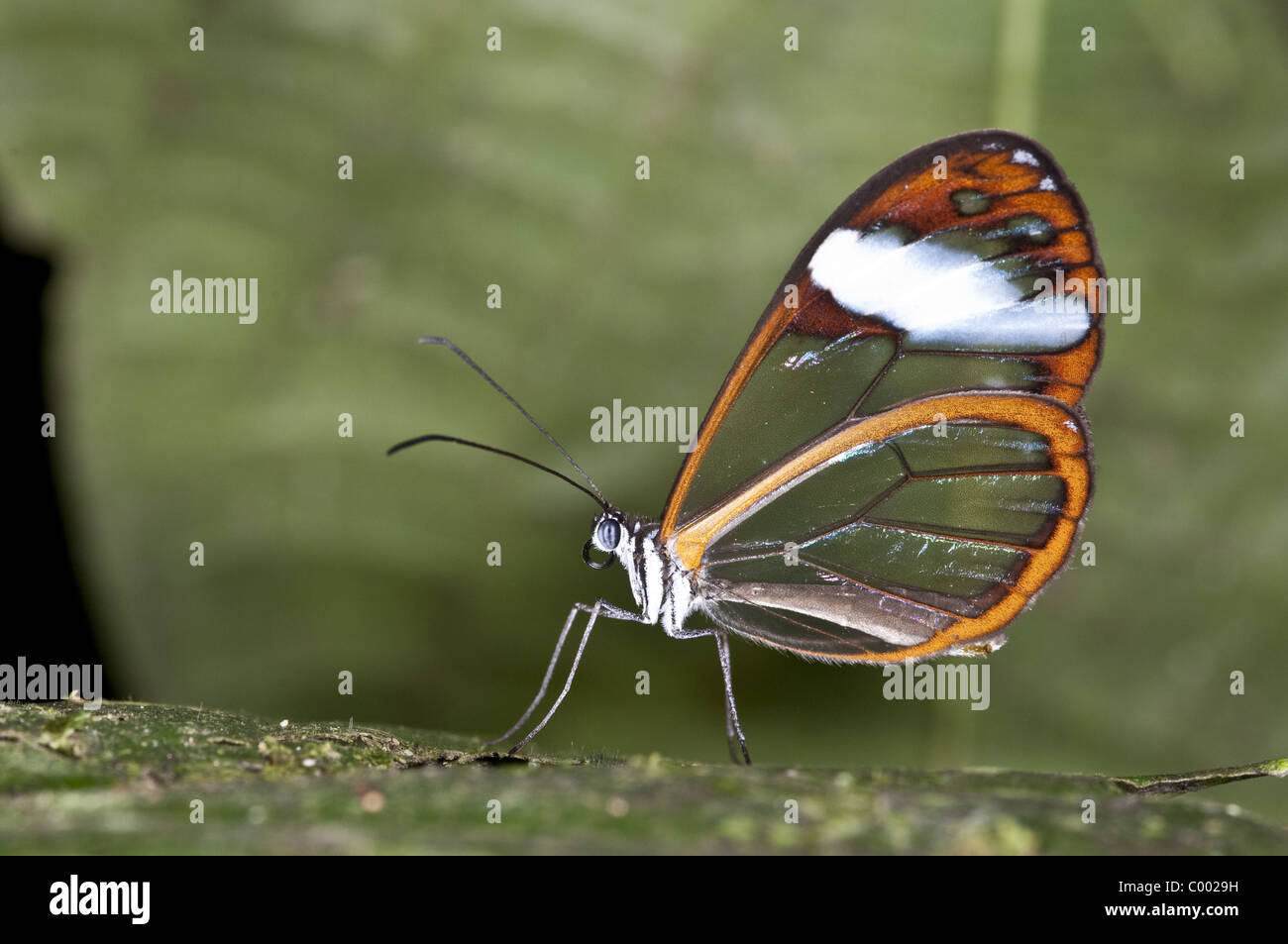 Amazon butterflies hi-res stock photography and images - Alamy