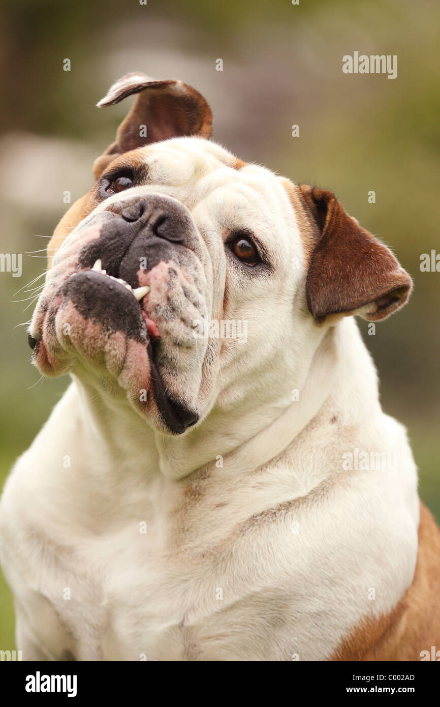 English bulldog - portrait Stock Photo - Alamy