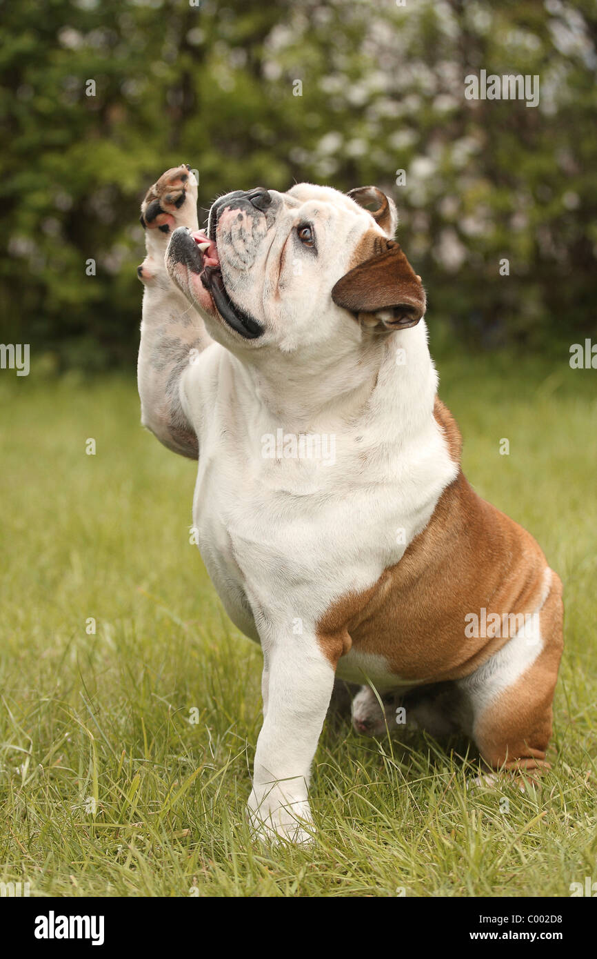 English bulldog - sitting on meadow Stock Photo - Alamy