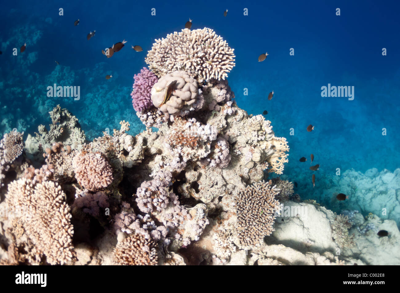 The picture shows the Red Sea coral reef near the city of Dahab, Egypt ...