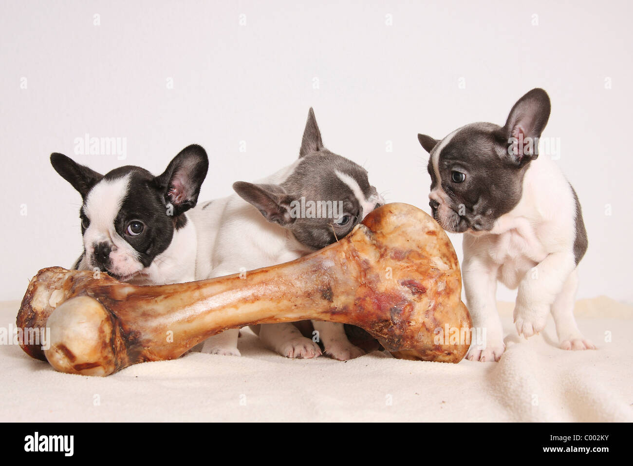 Three french bulldogs hi-res stock photography and images - Alamy