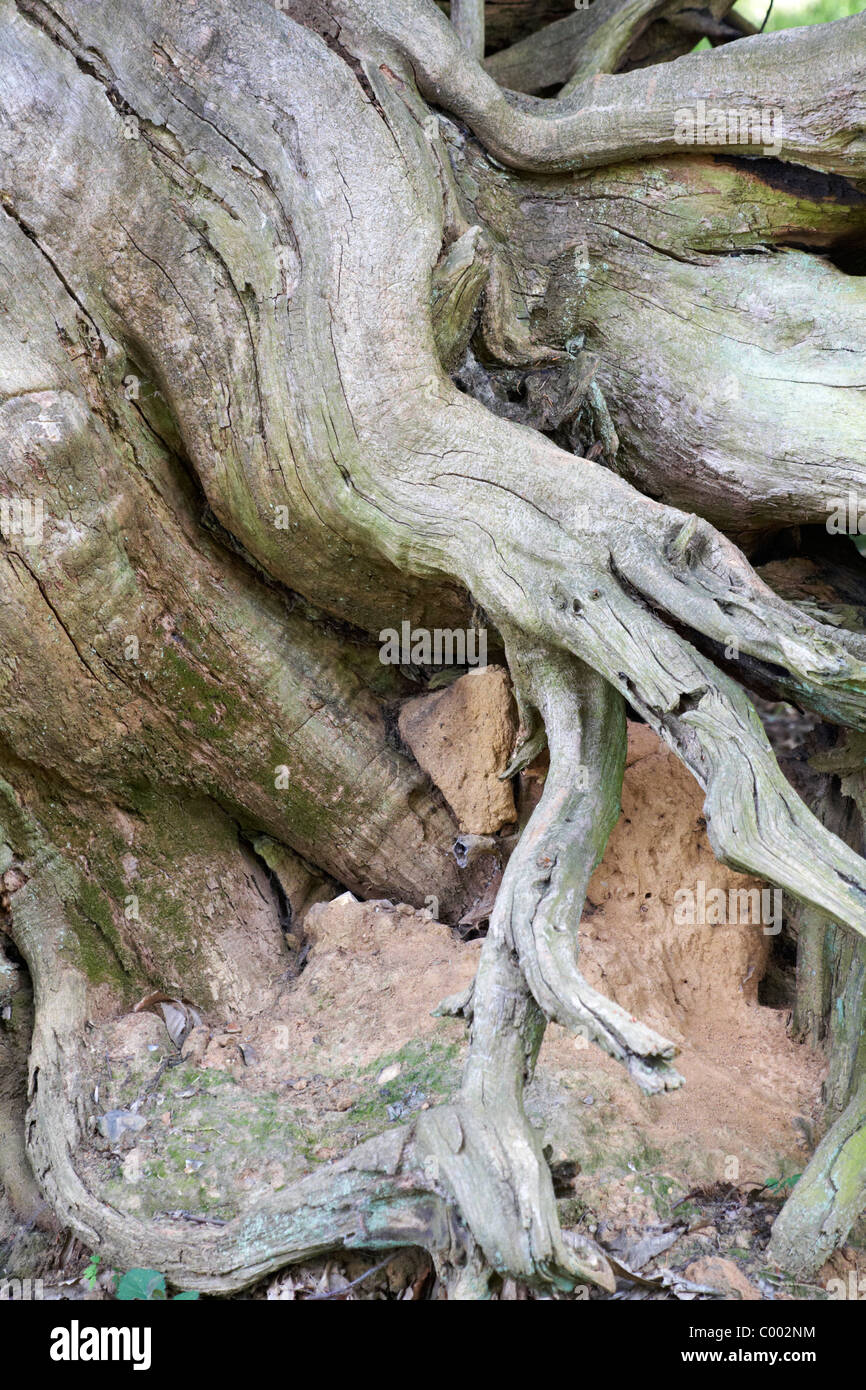 gnarled old treetrunk uprooted by storms Stock Photo - Alamy