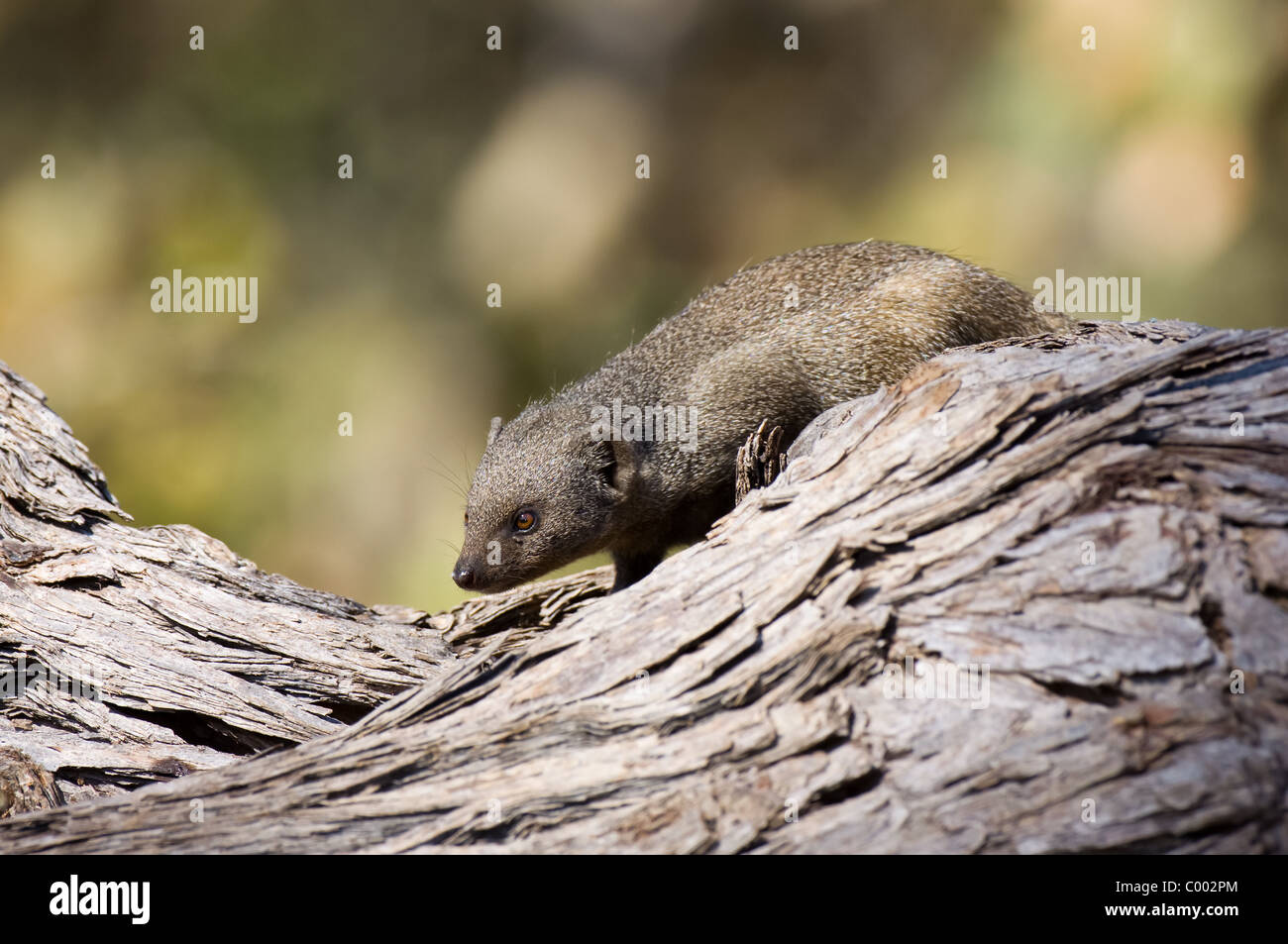 Mangusten hi-res stock photography and images - Alamy