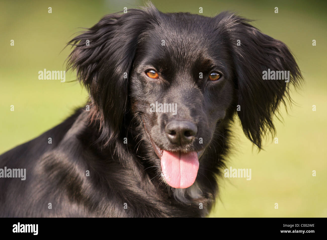 half breed dog - portrait Stock Photo - Alamy